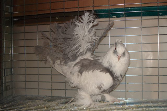 Danish Jacobin Pigeons | Pigeontype