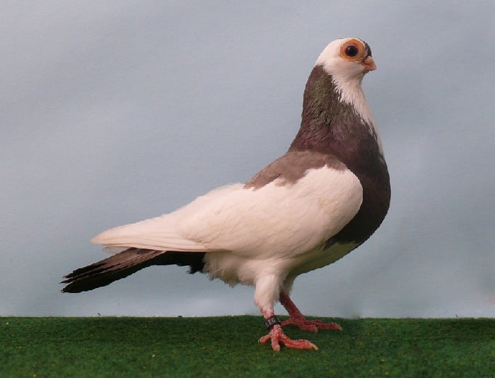 Short-Faced Gansel Tumbler Pigeons | Pigeontype