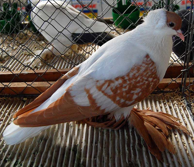 Saxon Swallow Pigeons | Pigeontype