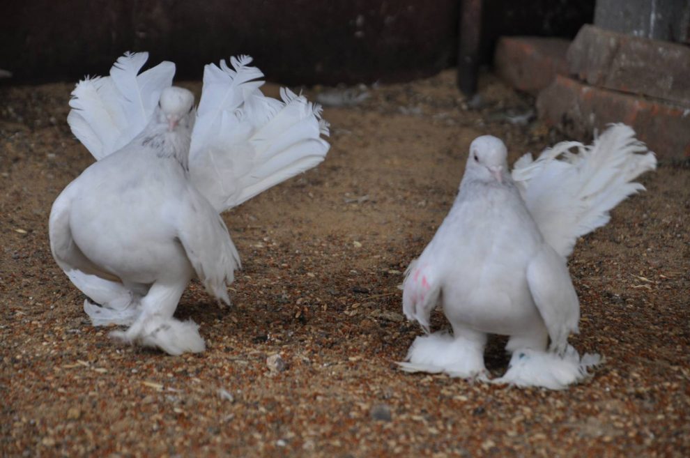 Rostov Swan Russian Pigeons | Pigeontype