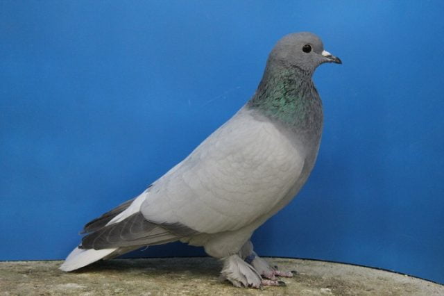 Swiss Colour Pigeons | Pigeontype
