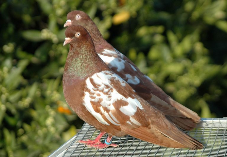 Pinta Tumbler Pigeons | Pigeontype