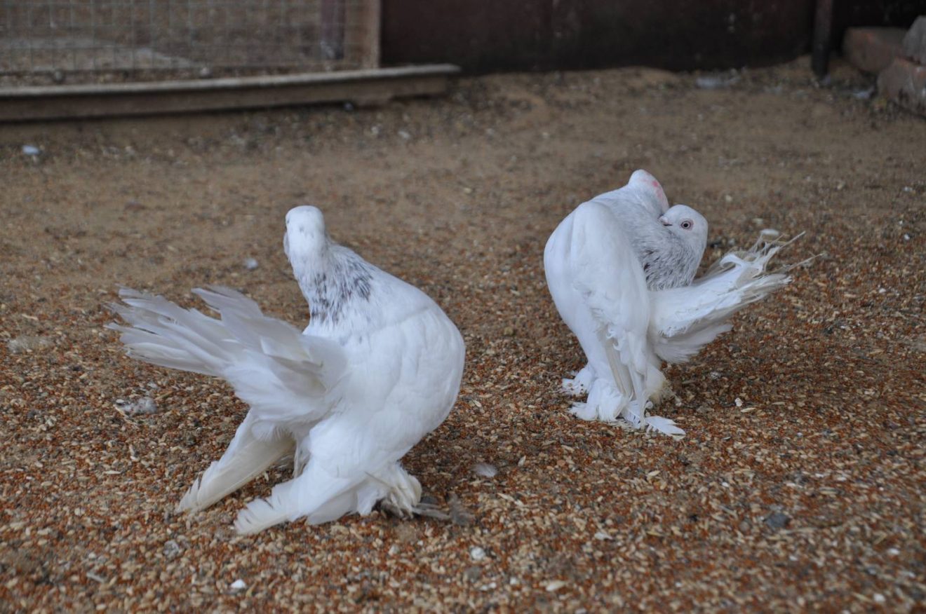 Rostov Swan Russian Pigeons | Pigeontype