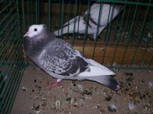 Swiss Pouter Pigeons | Pigeontype