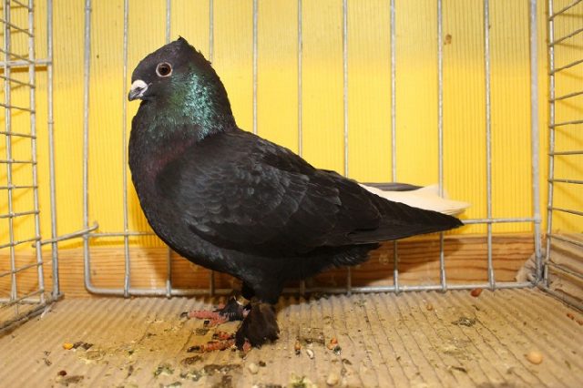 Swiss Colour Pigeons | Pigeontype