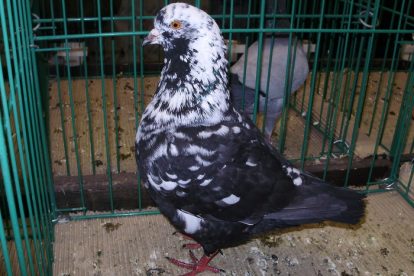 Modena Pigeons ( English ) | Pigeontype