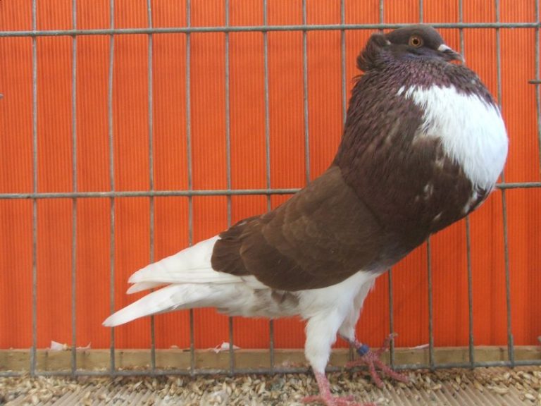 Aachen Cropper-Pouter Pigeon | Pigeontype