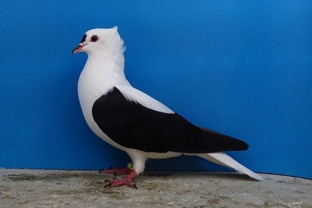 Swiss Colour Pigeons | Pigeontype