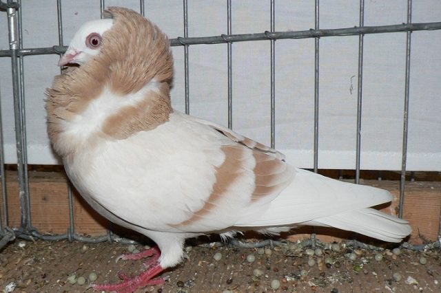 Jacobin Pigeon Pictures Encyclopedia Of Pigeon Breeds
