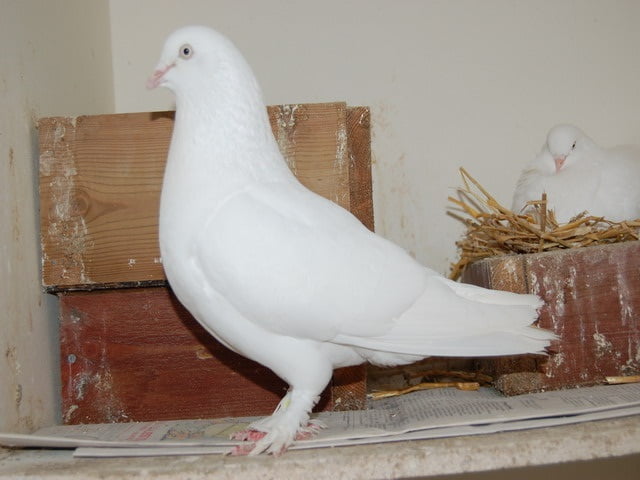 Bergen Tumbler Norwegian Pigeons | Pigeontype