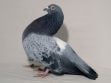 Morillero Cropper Pigeons | Pigeontype