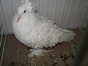 Frillback Pigeon Species | Pigeontype