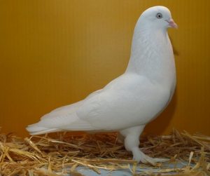 Bergen Tumbler Norwegian Pigeons | Pigeontype