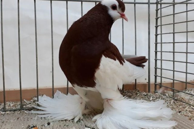 Pigeon Color Names | Pigeontype