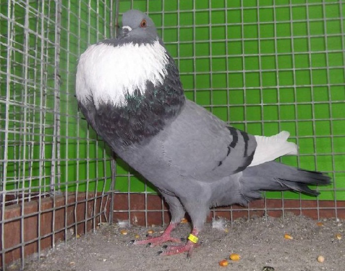 Alsace Cropper Pigeon Videos | Pigeontype