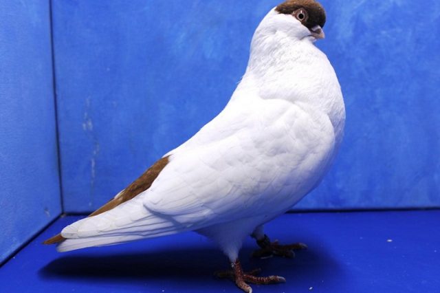 Silky Fantail Pigeons | Pigeontype