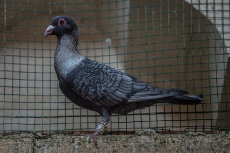 Barb Pigeons | Pigeontype