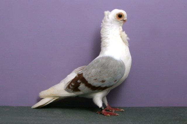 Pigeon Color Names | Pigeontype