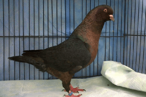 Poster Pigeons | Pigeontype