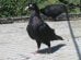 Sofia Dunek Pigeons | Pigeontype