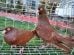 Sofia Dunek Pigeons | Pigeontype