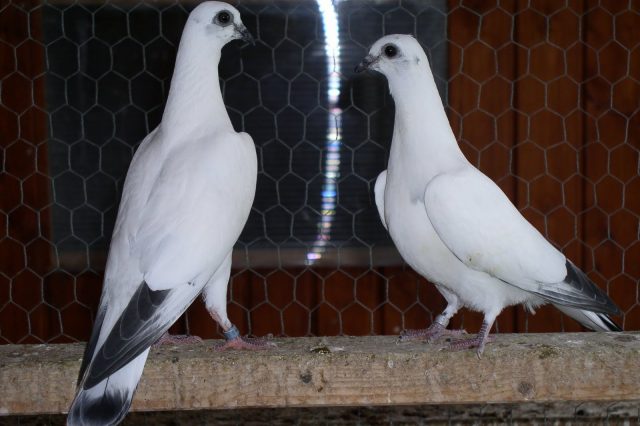 Pigeon Color Names | Pigeontype