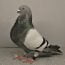 Balear Pouter Pigeons | Pigeontype