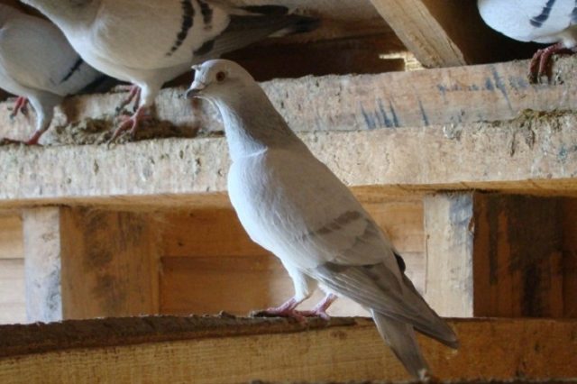 Tung Koon Paak Chinese Pigens | Pigeontype