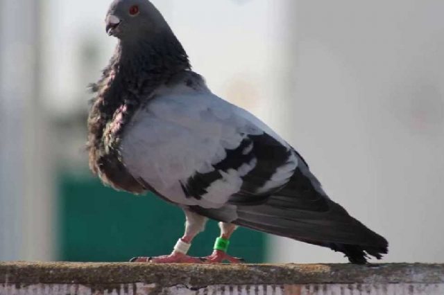 Waldviertel Cropper Pigeons | Pigeontype