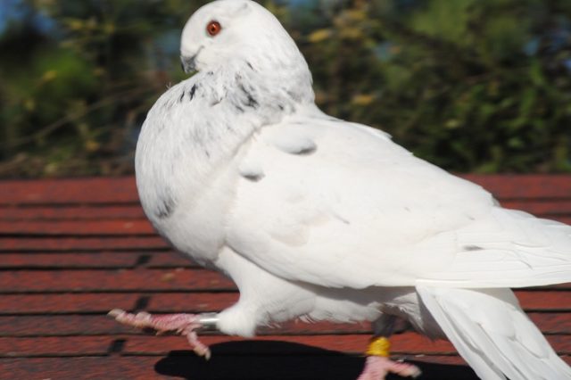 Balear Pouter Pigeons | Pigeontype