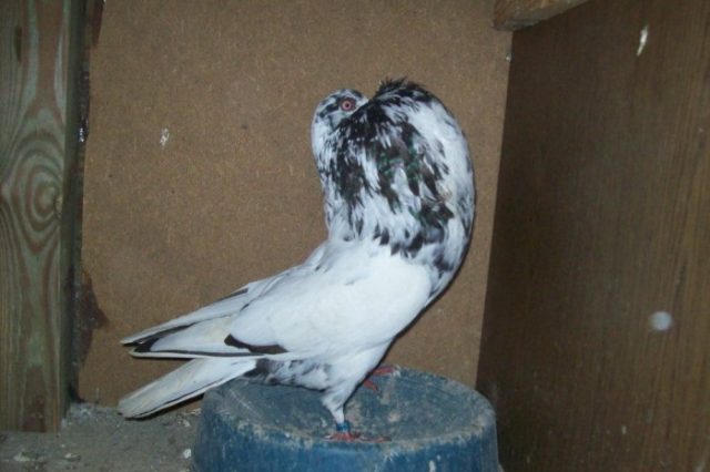 Horseman Pouter Pigeons | Pigeontype