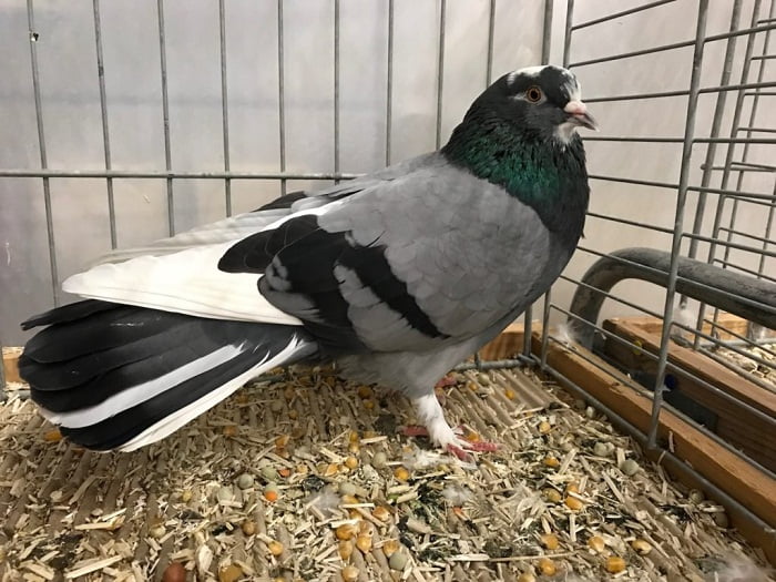 Macedonian Dunek | Pigeontype