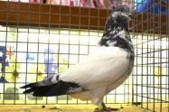 Tipplers | Pigeon Breed İnformations | Pigeontype