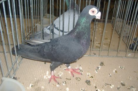 Spanish Bagdad | Pigeontype