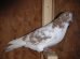 Persian High Flyers | Pigeontype