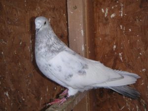 Tipplers | Pigeon Breed İnformations | Pigeontype