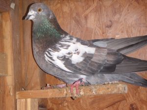 Persian High Flyers | Pigeontype