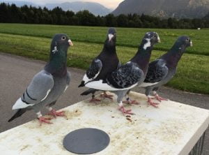 Adana Dewlap Pigeons | Pigeontype
