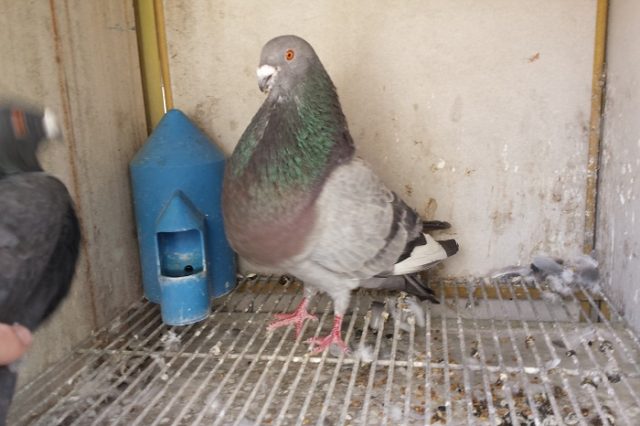 Horseman Pouter Pigeons | Pigeontype
