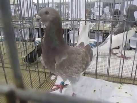 Red Check Show Antwerp Pigeons | Pigeontype