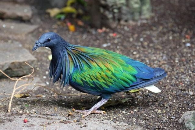 Exotic Pigeons | Pigeontype