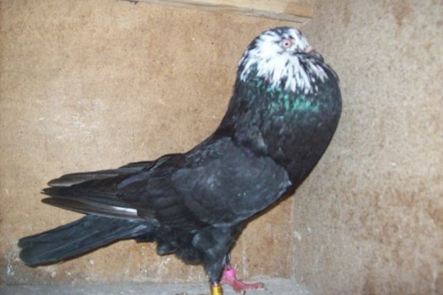 Swiss Pouter Pigeons | Pigeontype