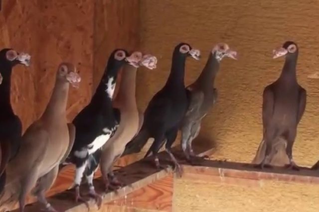 Red Check Show Antwerp Pigeons | Pigeontype