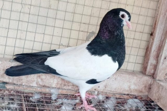 Hubble Farming Pigeons | Pigeontype