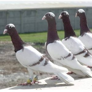 Mewerdi Dewlap Pigeons | Pigeontype