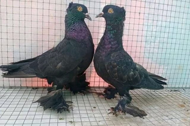 Goolee ( Goolie ) indian pigeons | Pigeontype