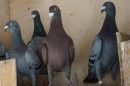 Runt pigeons ( Romain ) | Pigeontype