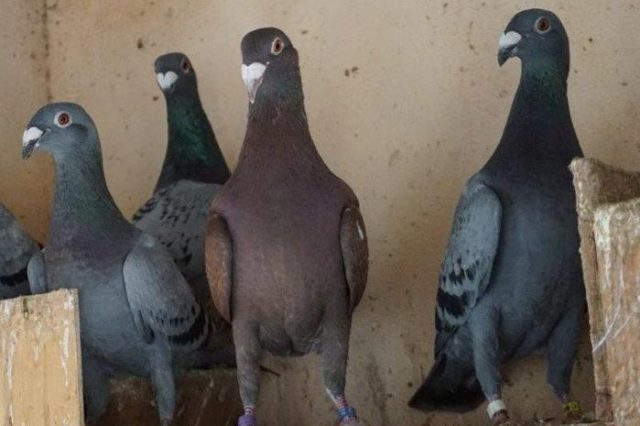 Hubble Farming Pigeons | Pigeontype