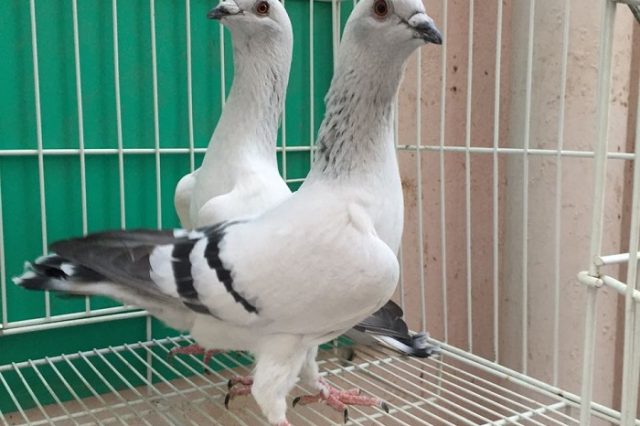 Hubble Farming Pigeons | Pigeontype