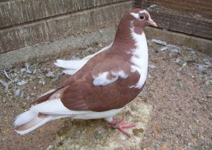 Hubble Farming Pigeons | Pigeontype